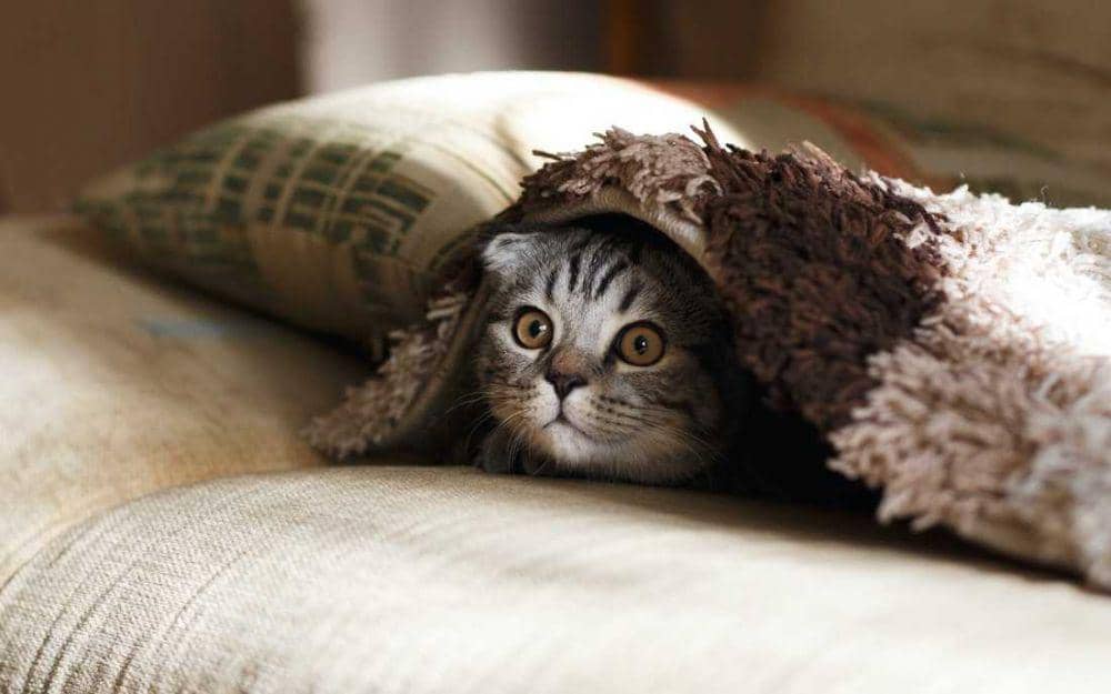 7 Ras Kucing Paling Lucu dan Imut di Dunia, Gemas Maksimal! | IDN Times