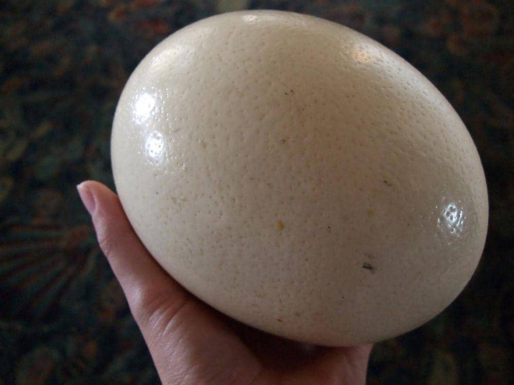 5 Fakta Telur Burung Unta yang Jarang Diketahui, Berat 1 Kg | IDN Times