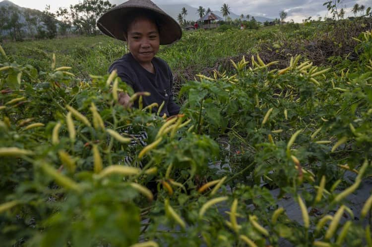 Monopsoni: Pengertian, Contoh, Faktor, Ciri dan Kelebihannya | IDN Times