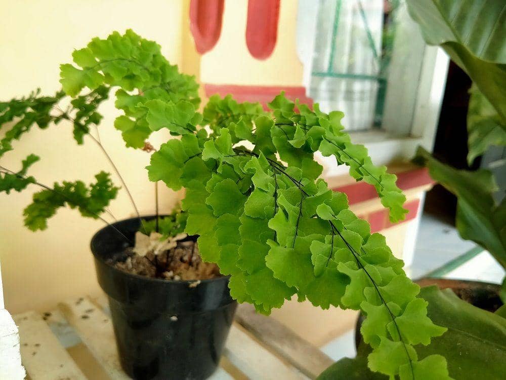 8 Jenis Pakis Hias dan Cara Budidayanya | IDN Times