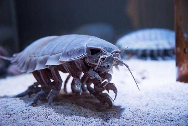 7 Fakta Isopod Raksasa, Kutu Laut yang Mirip Alien | IDN Times