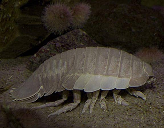 7 Fakta Isopod Raksasa, Kutu Laut yang Mirip Alien | IDN Times