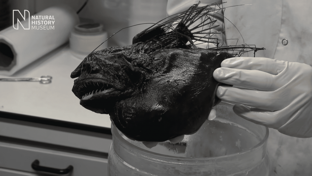 Fakta Anglerfish yang Hidup di Laut Dalam | IDN Times