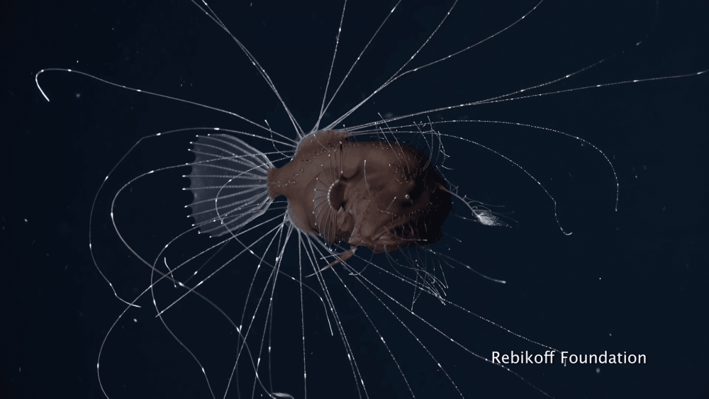 Fakta Anglerfish yang Hidup di Laut Dalam | IDN Times