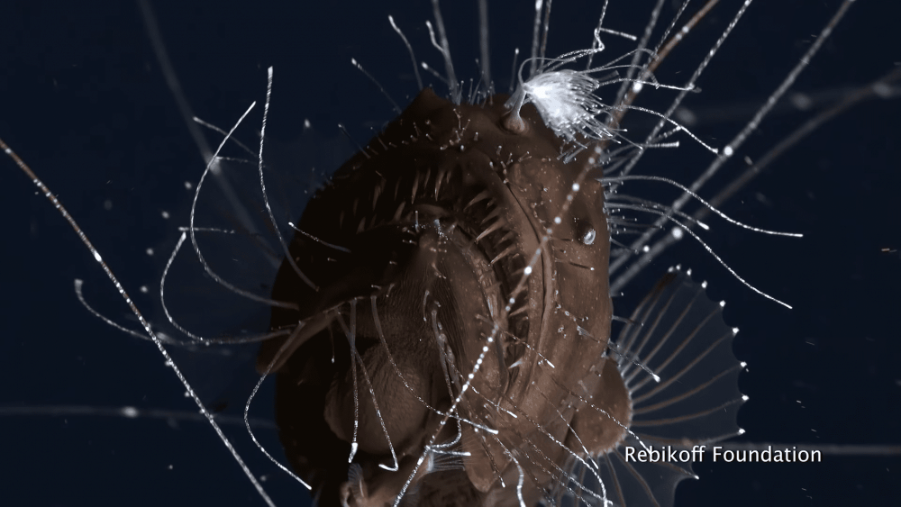 Fakta Anglerfish yang Hidup di Laut Dalam | IDN Times