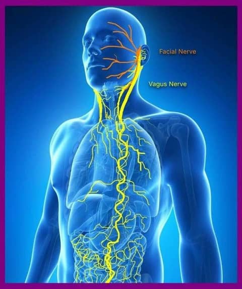 Fakta Saraf Vagus, Salah Satu Saraf Terpenting dalam Tubuh | IDN Times