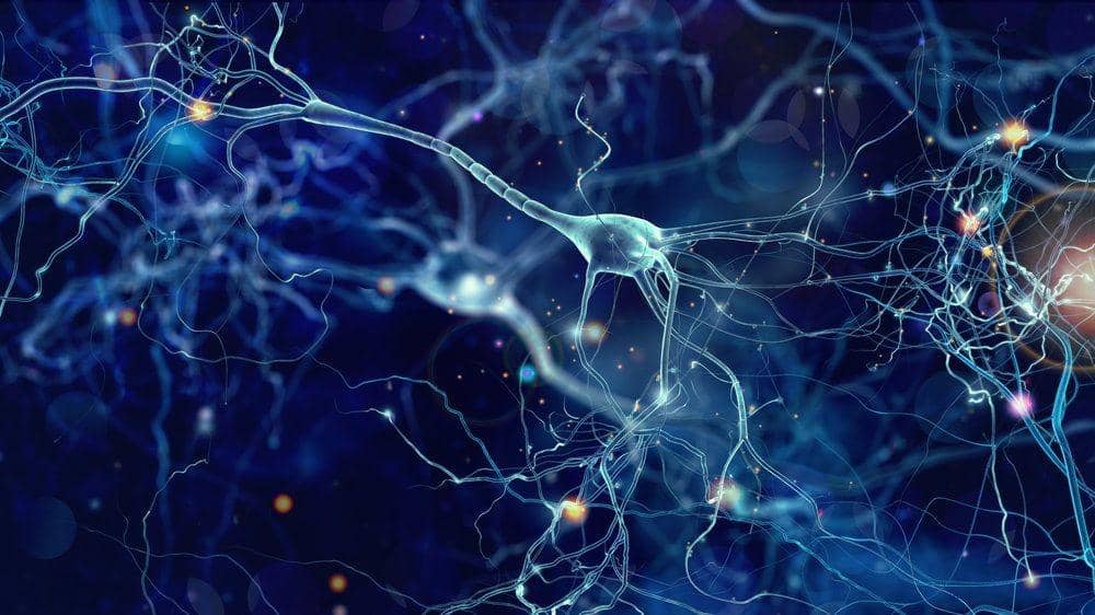 Fakta Saraf Vagus, Salah Satu Saraf Terpenting dalam Tubuh | IDN Times
