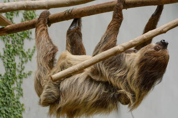 Terkenal Lamban, Ini 8 Fakta Menarik tentang Sloth | IDN Times