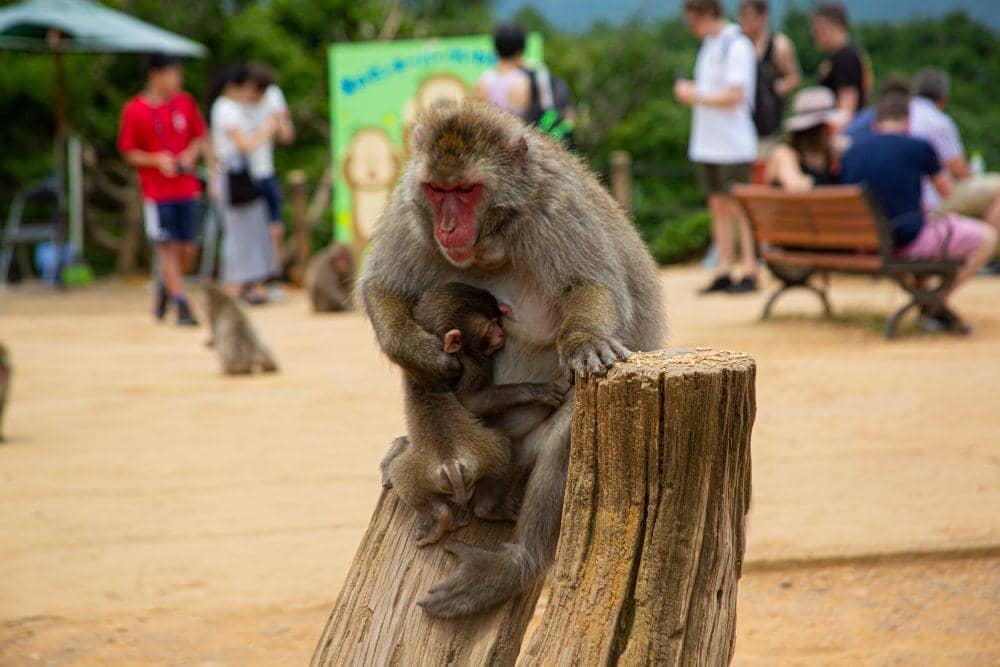7 Fakta Unik Monyet yang Jarang Diketahui, yuk Kenali! | IDN Times
