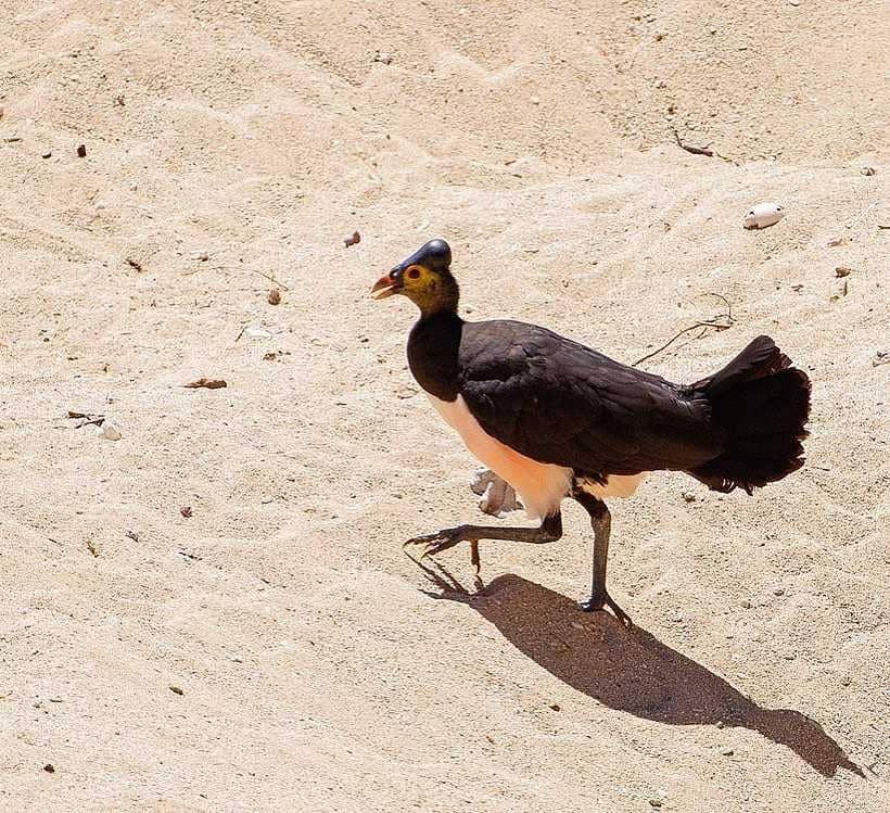 5 Fakta Burung Maleo, Hewan Endemik yang Terancam Punah | IDN Times