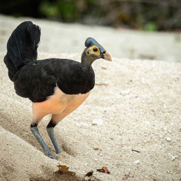 5 Fakta Burung Maleo, Hewan Endemik yang Terancam Punah | IDN Times