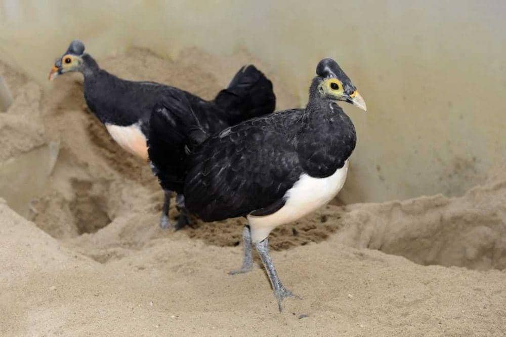5 Fakta Burung Maleo, Hewan Endemik yang Terancam Punah | IDN Times