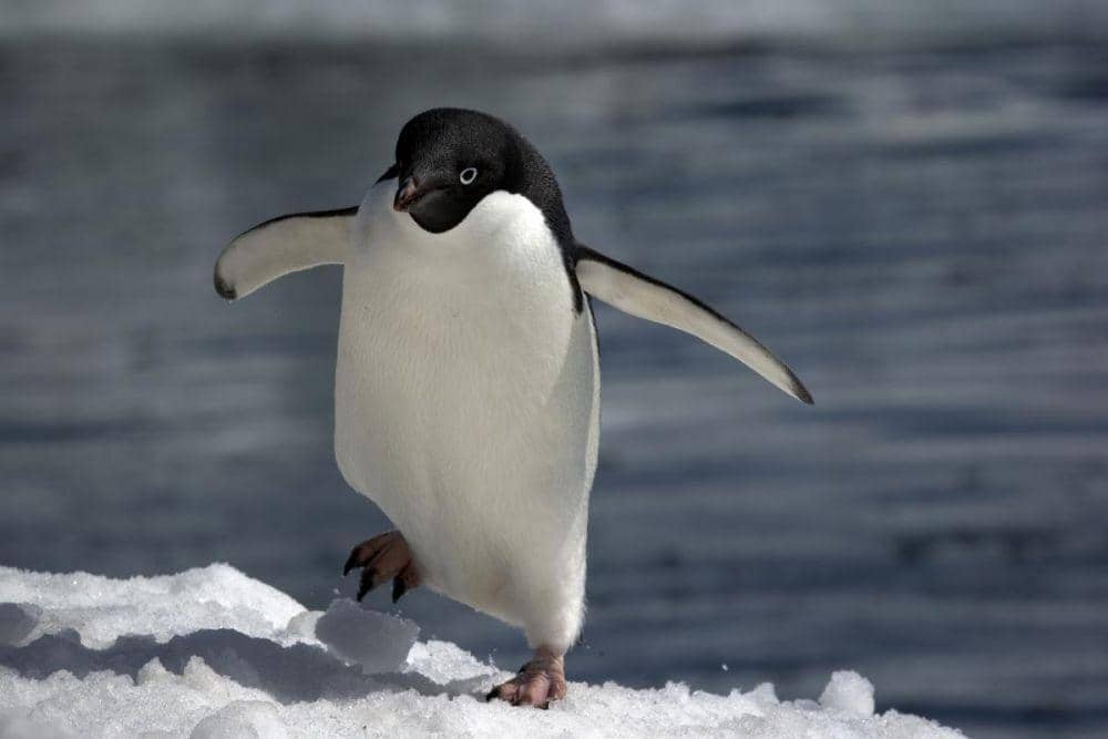 Mengenal Penguin Adelie yang Mungil dan Menggemaskan | IDN Times