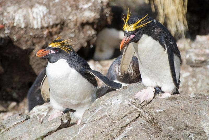 5 Fakta Unik Macaroni Penguin, Spesies yang Punya Jambul | IDN Times