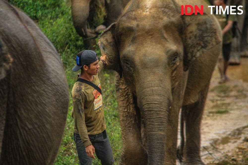 Fakta Gajah Sumatra, Ciri-ciri Hingga Ancaman Punah | IDN Times Sumut