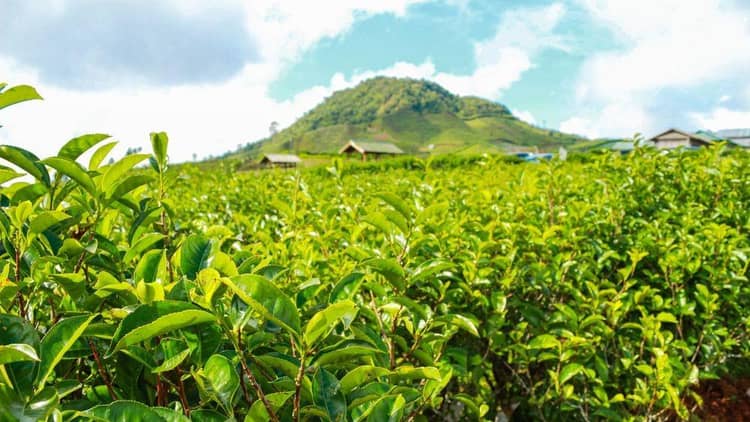 Informasi Wisata Taman Arkeologi Leang-Leang di Maros | IDN Times Sulsel