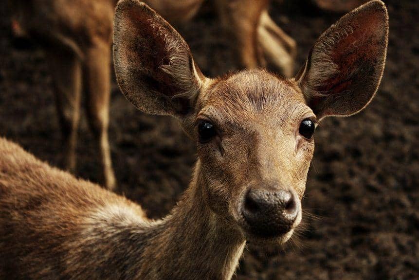 6 Fakta Rusa Timor, Asli Indonesia yang Rentan Punah | IDN Times