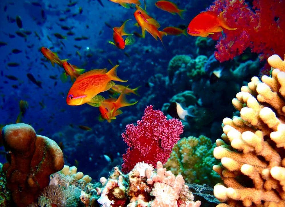 Sejarah Penamaan Laut Merah, Beneran Warna Merah? | IDN Times