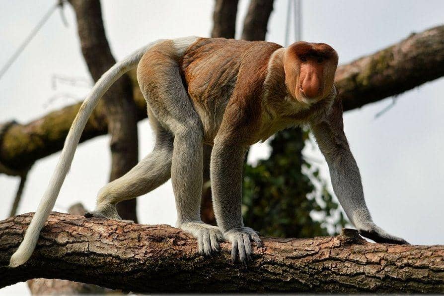 6 Fakta Menarik Bekantan, Primata Berhidung Panjang | IDN Times
