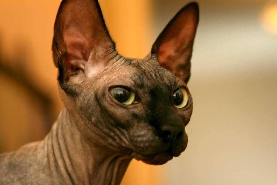 7 Kucing yang Banyak Dipelihara di Indonesia! Ada Kucingmu? | IDN Times