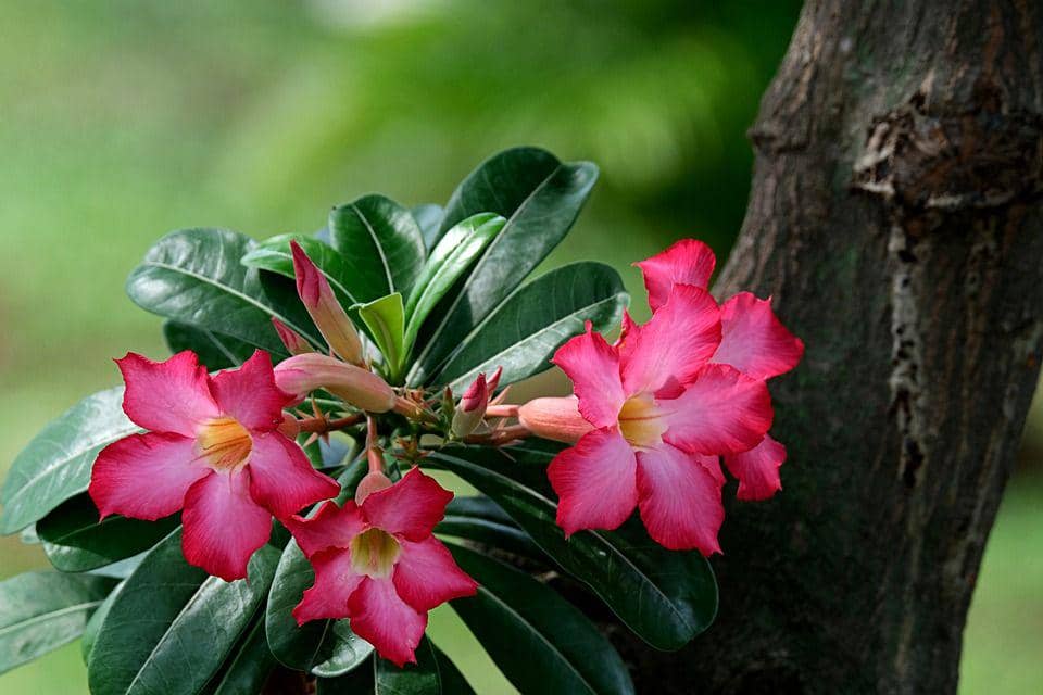 8 Makna Bunga Kamboja, Lengkap Berdasarkan Warna! | IDN Times