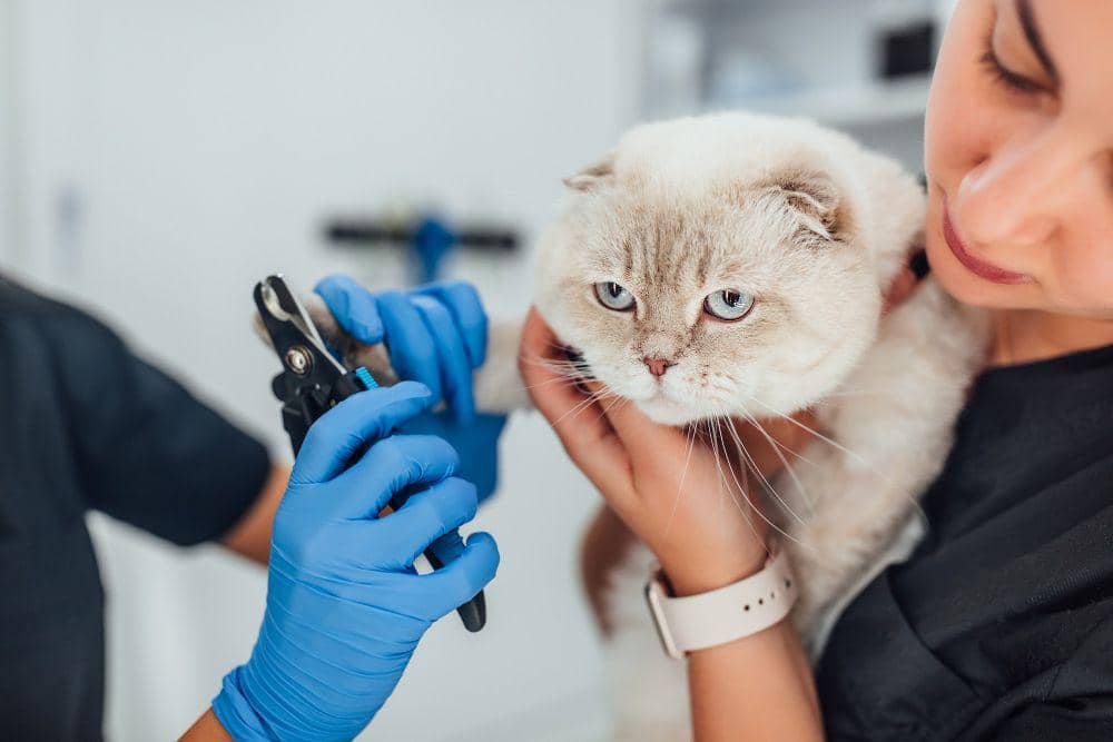 7 Cara Mengobati Kaki Kucing yang Pincang Sesuai Penyebabnya | IDN Times