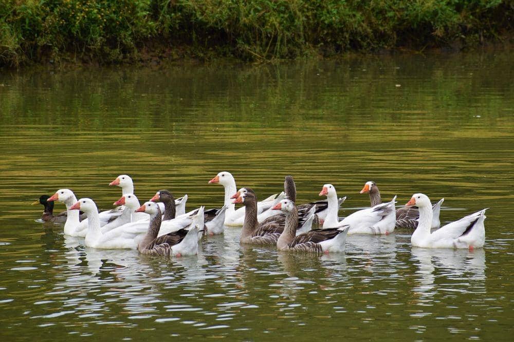 7 Perbedaan Soang dan Angsa, Unggas yang Sering Dikira Sama | IDN Times