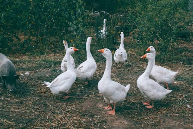 7 Fakta Menarik Soang, Unggas yang Sering Dikira Angsa | IDN Times