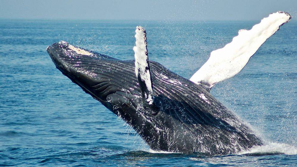 Kenapa Paus Termasuk Mamalia? Ini Penjelasannya! | IDN Times