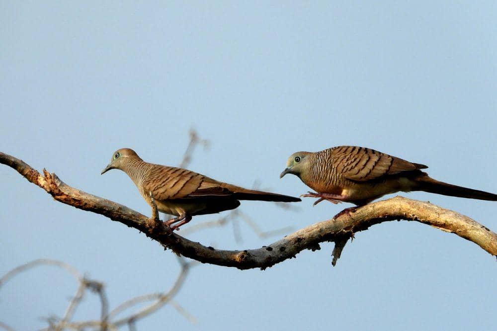 5 Fakta Cuckoo, Burung yang Terkenal dengan Kelicikannya | IDN Times