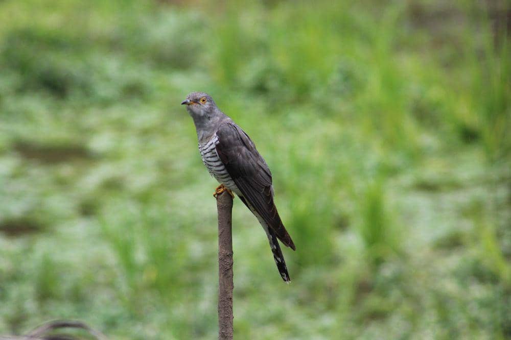 5 Fakta Cuckoo, Burung yang Terkenal dengan Kelicikannya | IDN Times