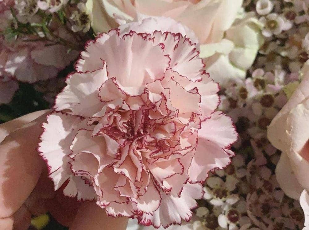 11 Bunga Cantik dengan Makna yang Tak Kalah Indah, Sweet! | IDN Times