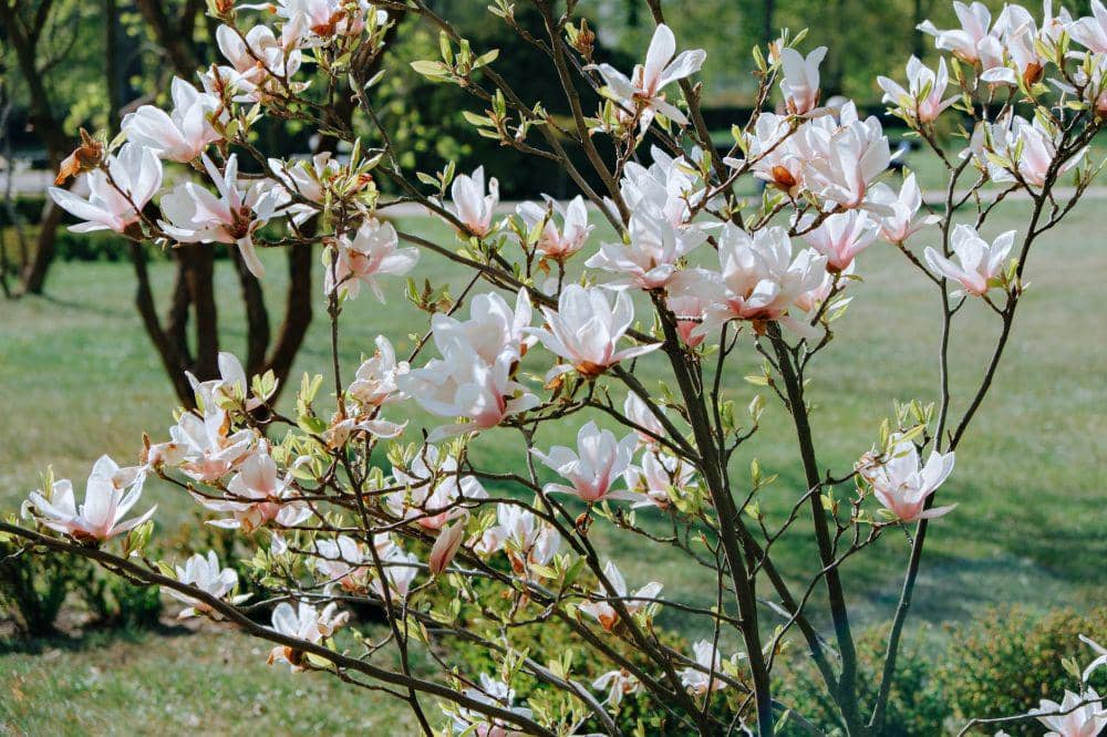 11 Bunga Cantik dengan Makna yang Tak Kalah Indah, Sweet! | IDN Times