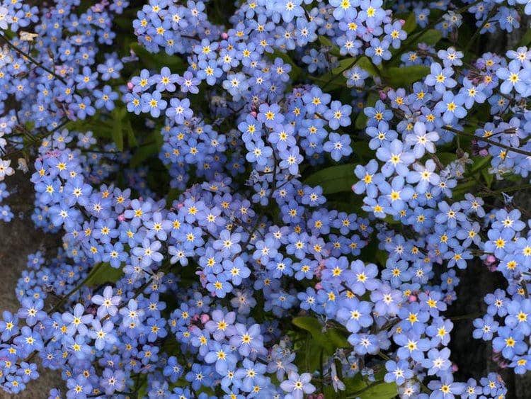 11 Bunga Cantik dengan Makna yang Tak Kalah Indah, Sweet! | IDN Times