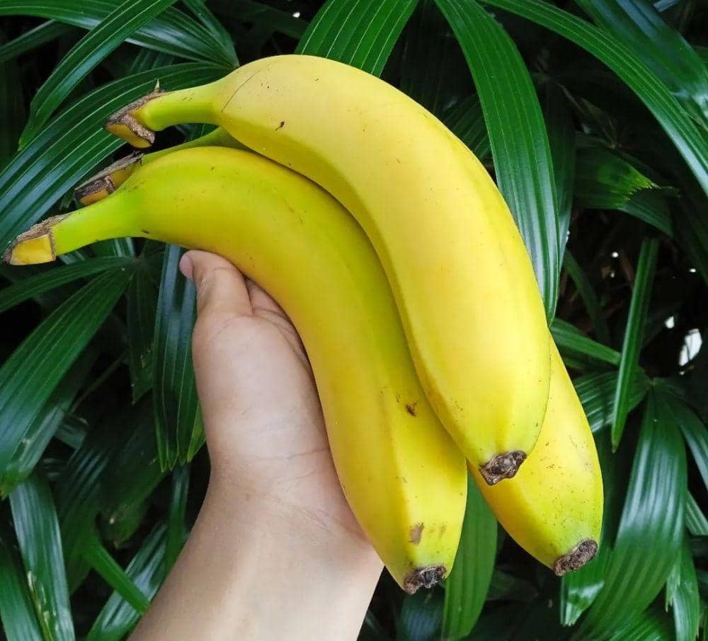 9 Jenis Pisang Paling Populer di Indonesia, Mana Favoritmu? | IDN Times