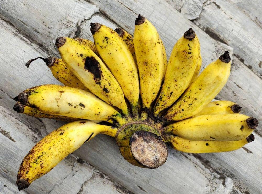 9 Jenis Pisang Paling Populer di Indonesia, Mana Favoritmu? | IDN Times