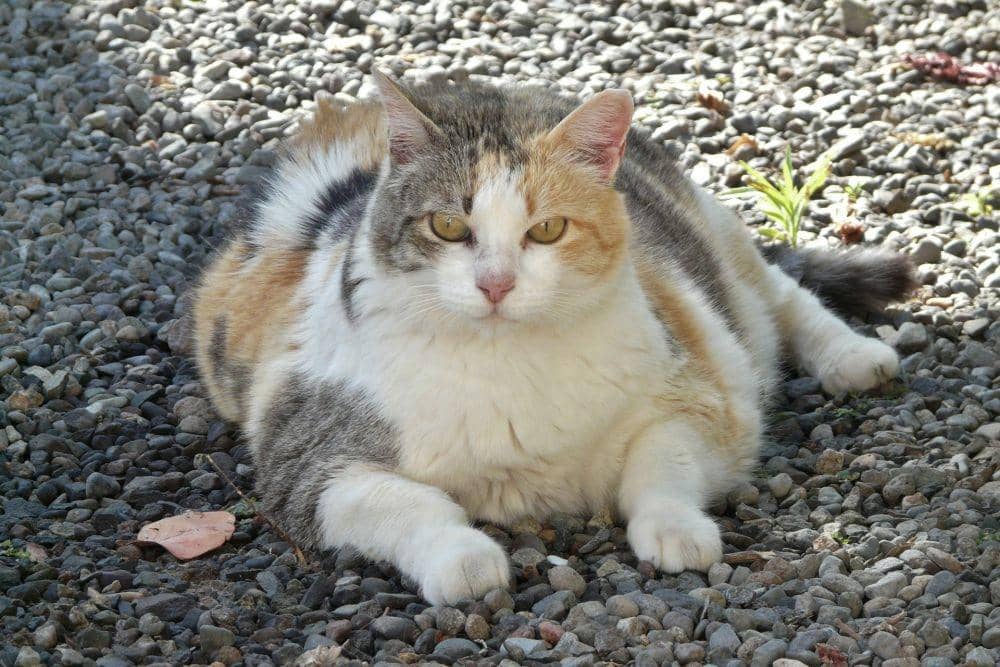 Berapa Berat Badan Kucing Normal dan Dikategorikan Sehat? | IDN Times