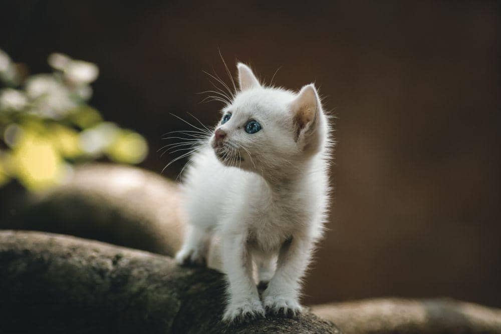 Berapa Berat Badan Kucing Normal dan Dikategorikan Sehat? | IDN Times