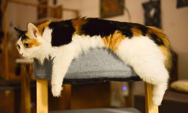Berapa Berat Badan Kucing Normal dan Dikategorikan Sehat? | IDN Times