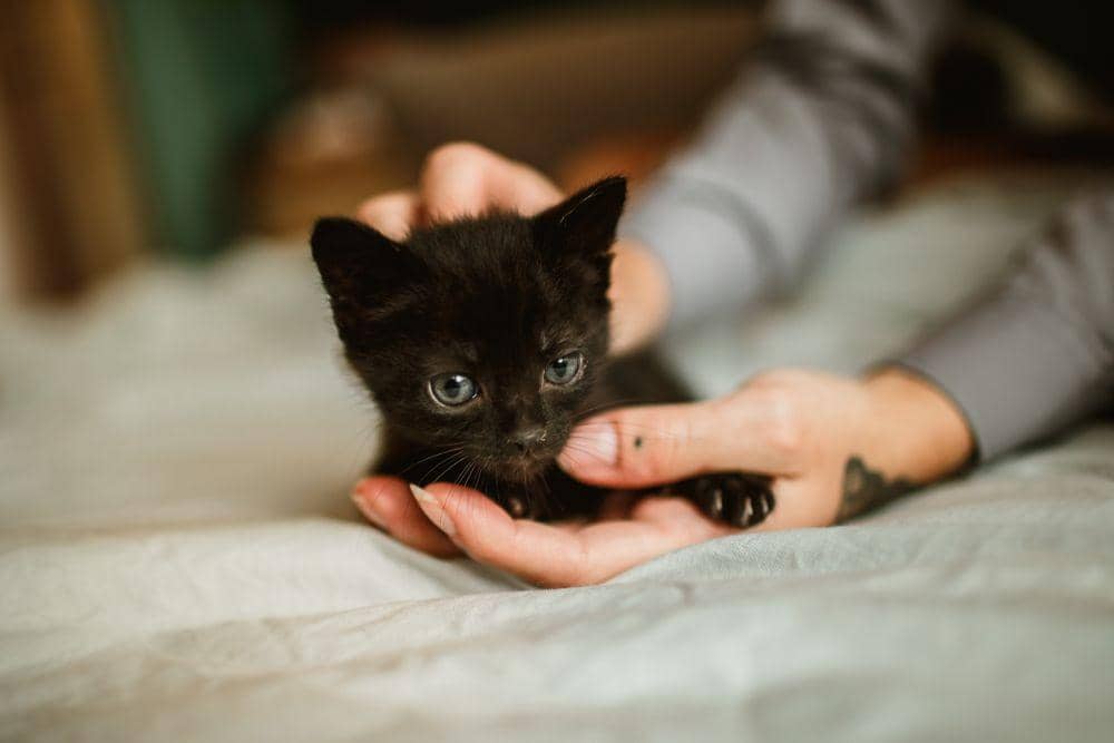 Berapa Berat Badan Kucing Normal dan Dikategorikan Sehat? | IDN Times