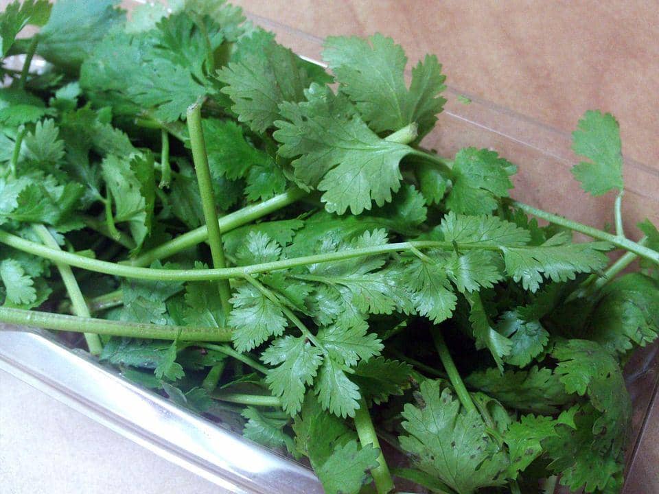 Cilantro atau Daun Ketumbar, Bumbu Dapur di Masakan Thailand | IDN Times