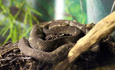 7 Ular Paling Langka di Dunia, Sulit Ditemukan di Alam | IDN Times