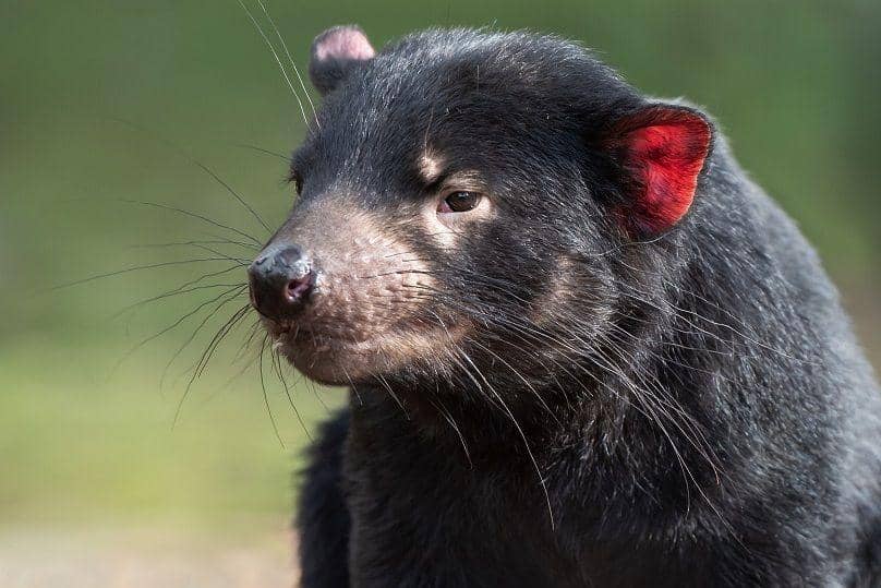 9 Fakta Unik Tasmanian Devil, Penting bagi Lingkungan! | IDN Times