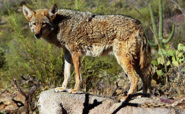 5 Fakta Menarik Anjing Liar Koyote | IDN Times