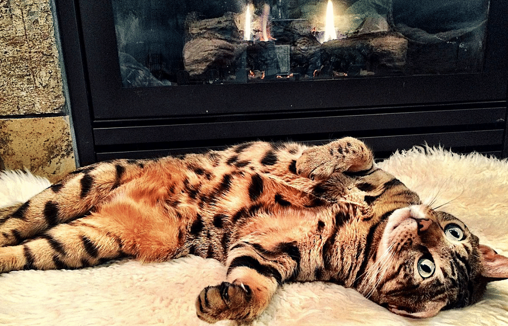 7 Kucing yang Mirip Macan Tutul, Boleh Dijadikan Peliharaan | IDN Times