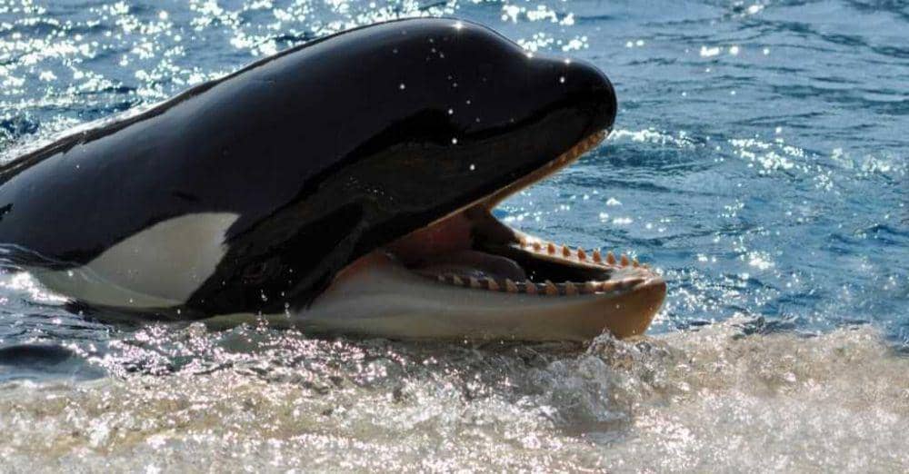 5 Alasan Paus Orca Berbahaya bagi Manusia dan Hewan Lain | IDN Times