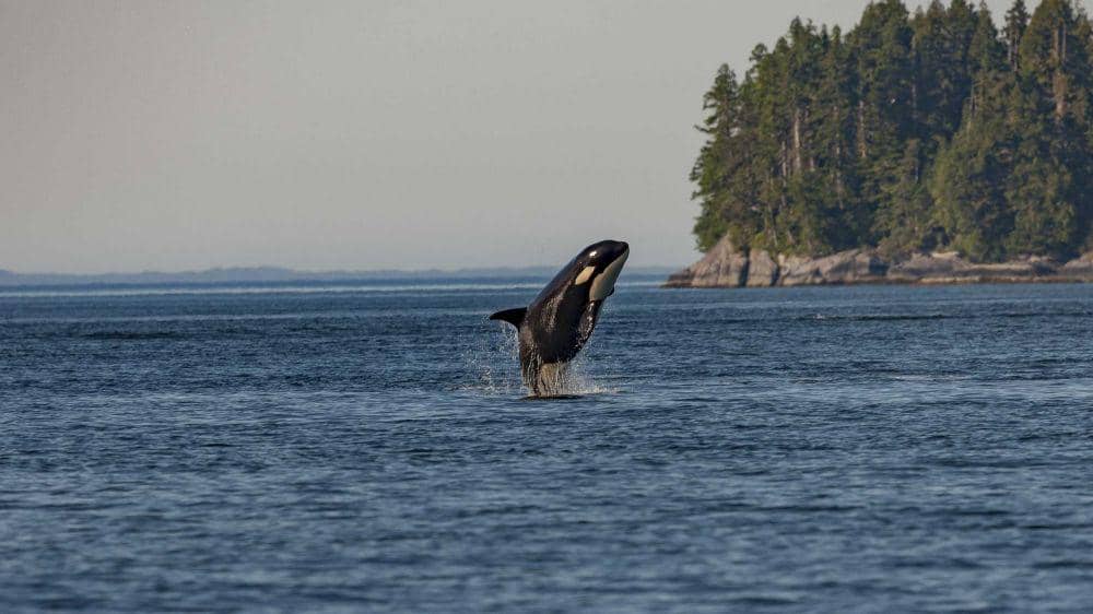 5 Alasan Paus Orca Berbahaya bagi Manusia dan Hewan Lain | IDN Times