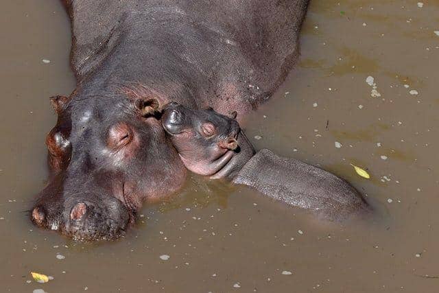 11 Fakta Aneh Kuda Nil, Ternyata Lebih Ganas dari Buaya | IDN Times