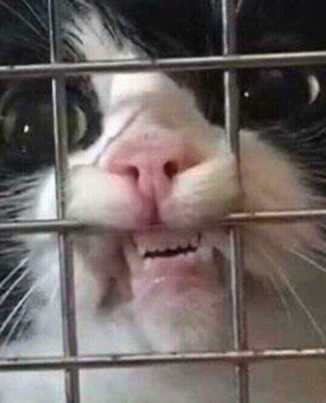 15 Meme Kucing Kocak yang Bikin Ngakak Sekaligus Gemes | IDN Times Kaltim