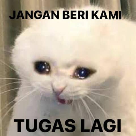 15 Meme Kucing Kocak yang Bikin Ngakak Sekaligus Gemes | IDN Times Kaltim
